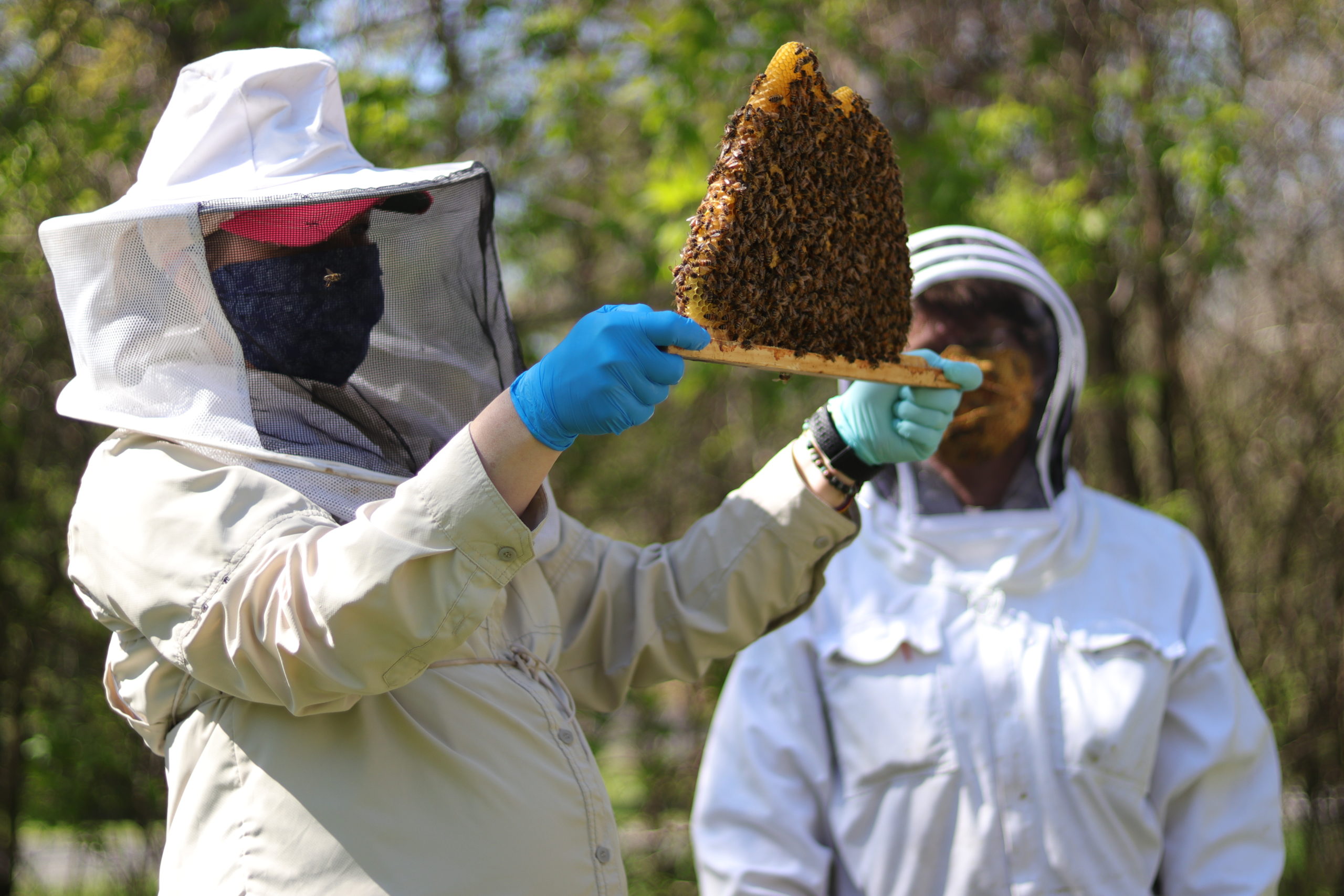 Beekeeping For Beginners: What Education And Resources You Need To Get ...