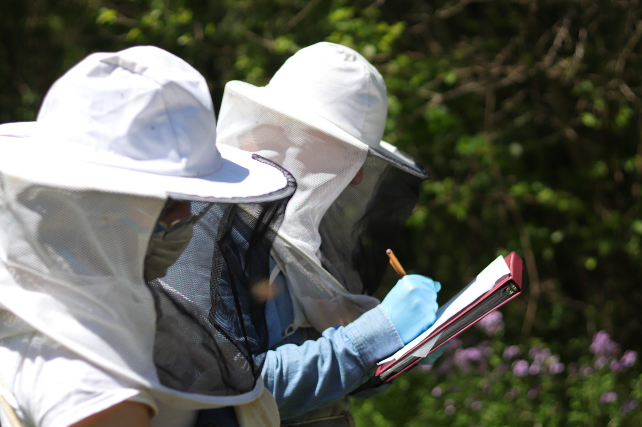 Beekeeping For Beginners: What Education And Resources You Need To Get ...