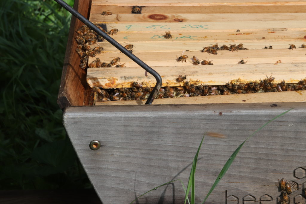 Beekeeping For Beginners: What Education And Resources You Need To Get ...