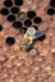 Hops and Bees: A Lucky Combo