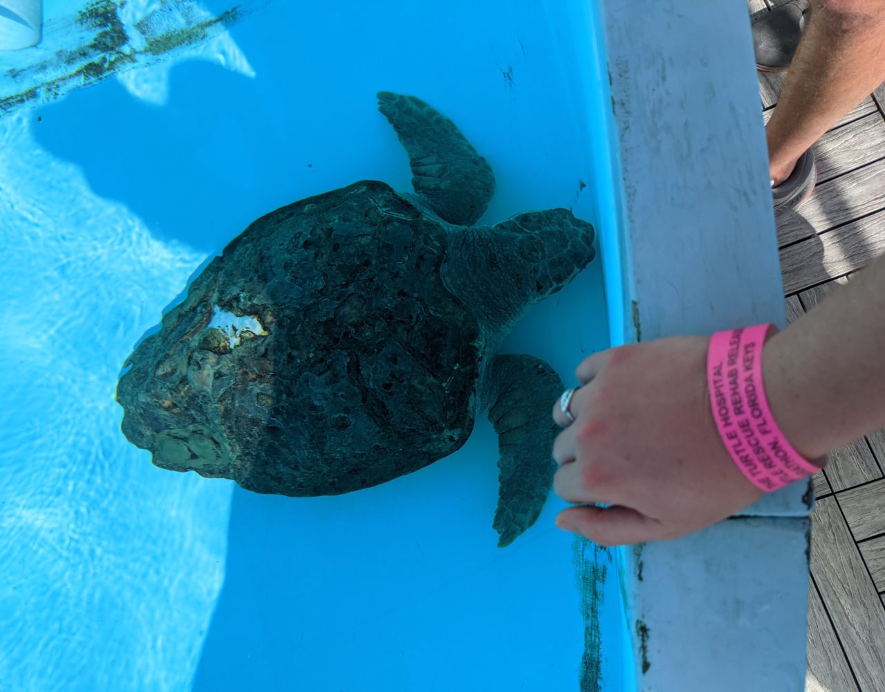 Top Bar Beekeeping | Top Bar Hives ~ Beepods Beekeeping Kits