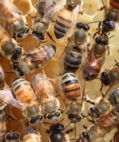 What Has Climate Change Done To Bees?