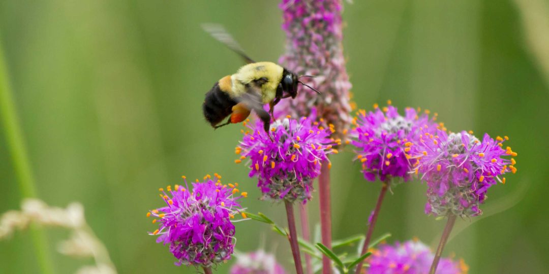 Bee Observant: Studying Native Bees in Your Yard