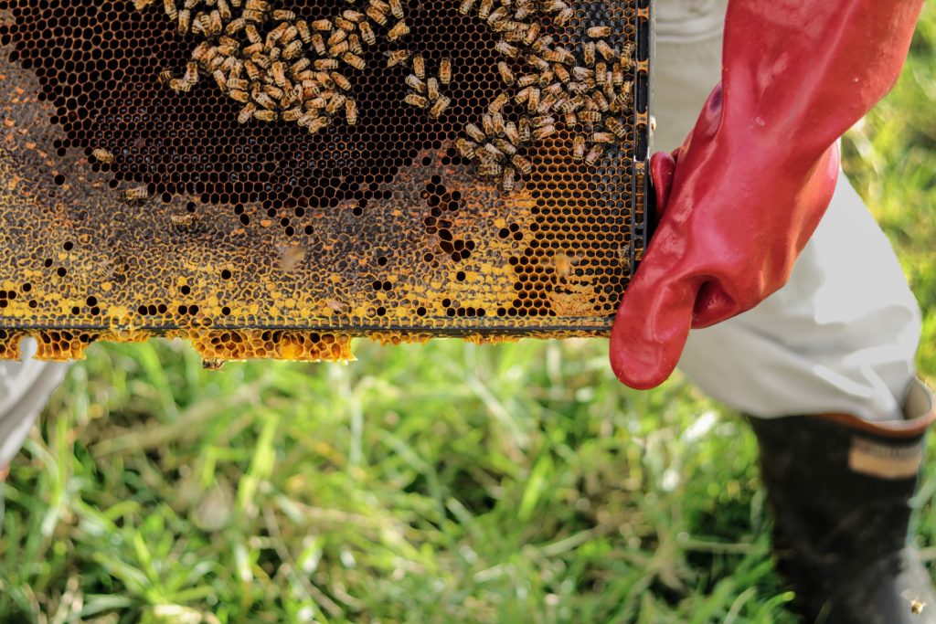 How Bad Is California Almond Production For Bees?