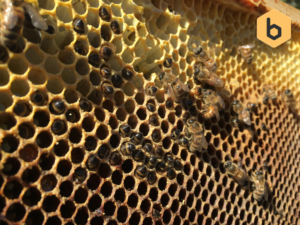 How Honey Bees Survive Winter by Regulating Cluster Temperature