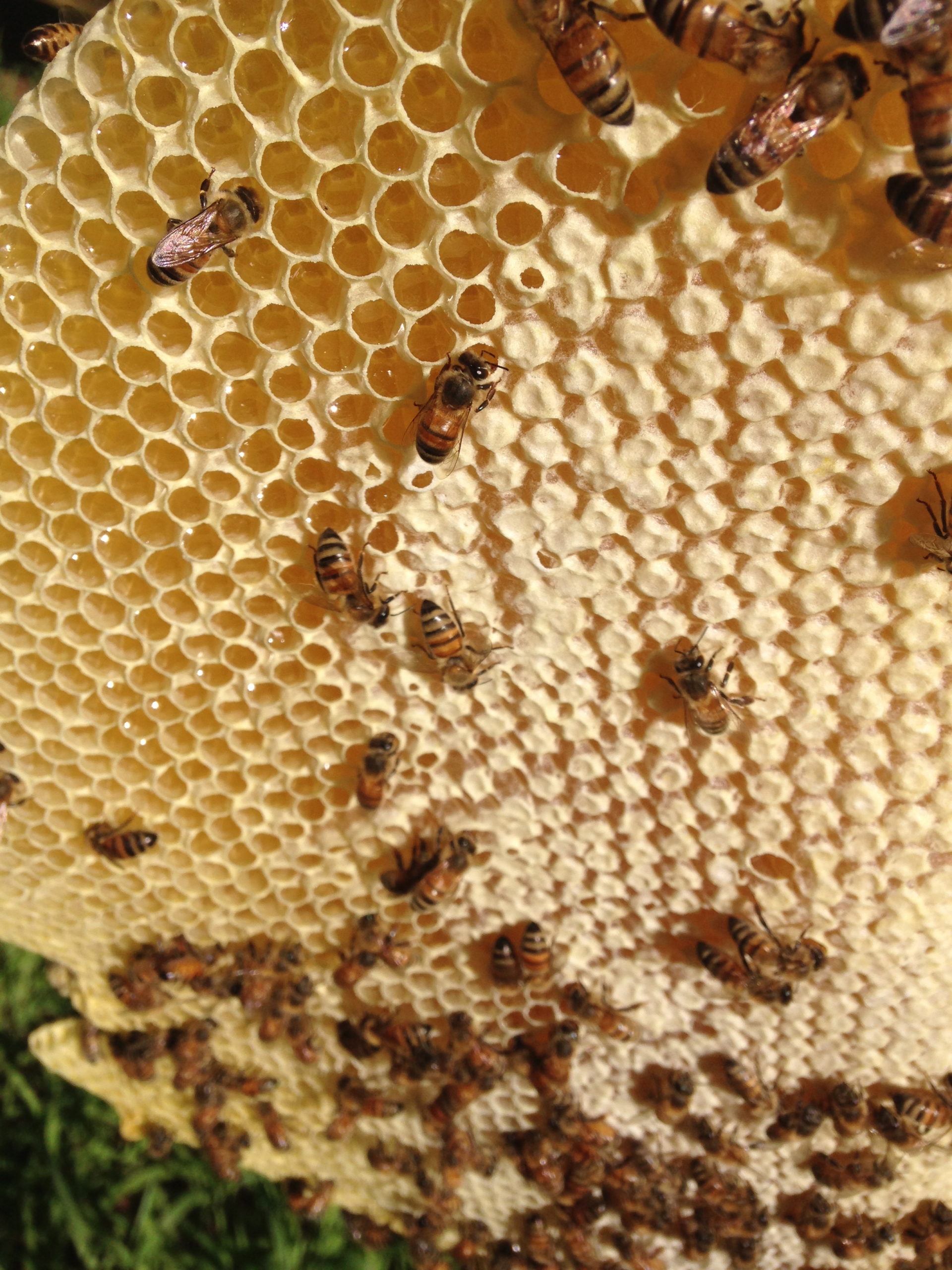 5 Common Misconceptions Most First Time Beekeepers Follow That YOU ...