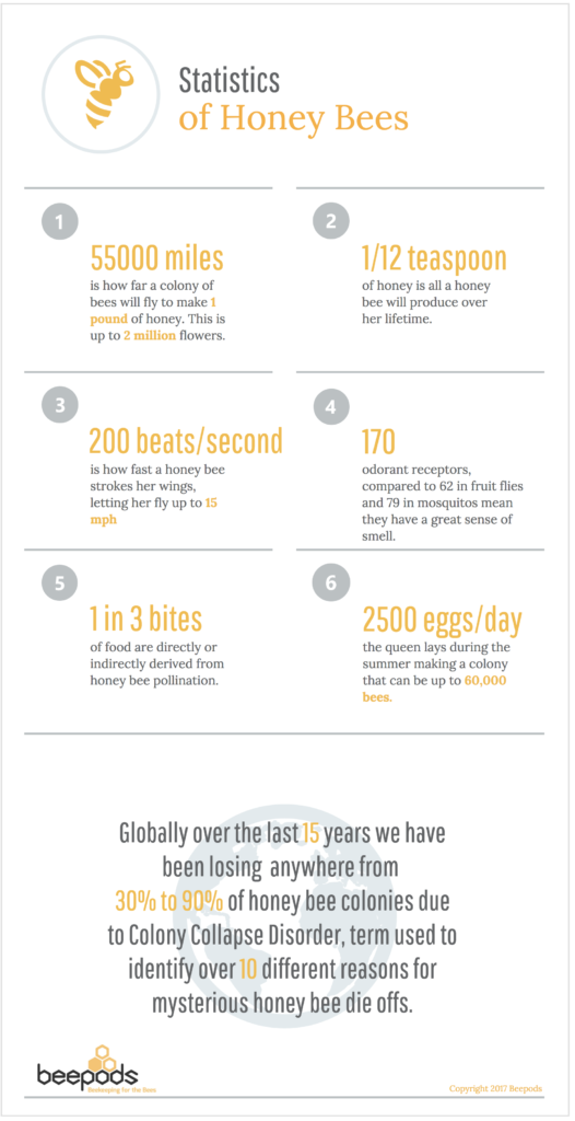 7 Fun Honey Bee Stats to Share with Your Friends (Infographic)