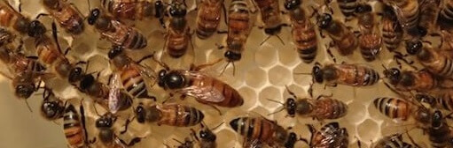 Queen Spotting Tips for Newbee Beekeepers