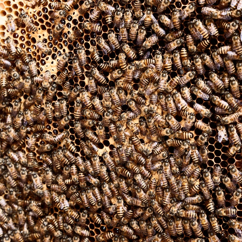 Hive Mind: Humans Aren't So Different From Bees