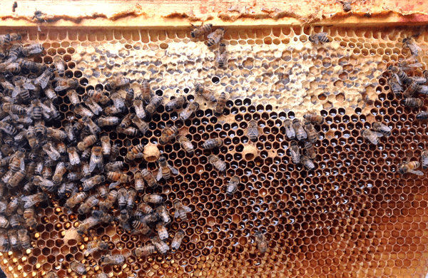 Queen Cells: The 3 types and what they can tell you about your hive.